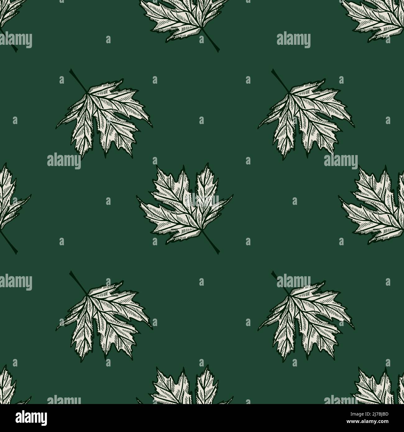 Leaves maple canadian engraved seamless pattern. Vintage background ...