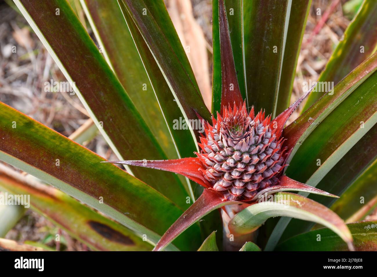 Beautiful red wild pineapple, Bromelia pinguin is a large, perennial bromeliad with spikey ...