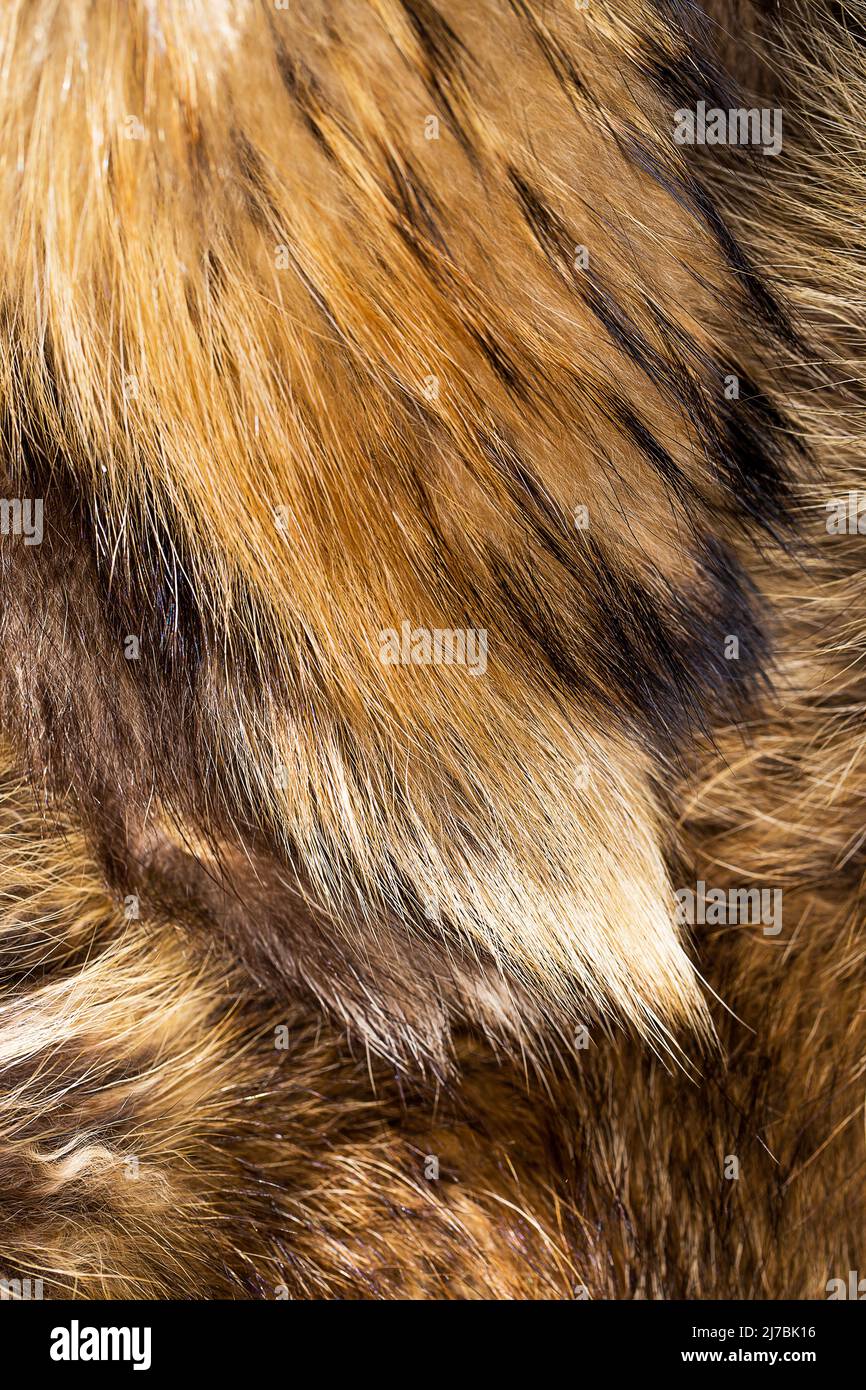 Background closeup of fluffy fox fur texture Stock Photo - Alamy