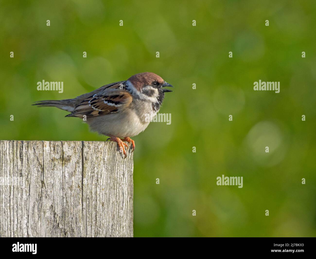 Singing tree hi-res stock photography and images - Alamy