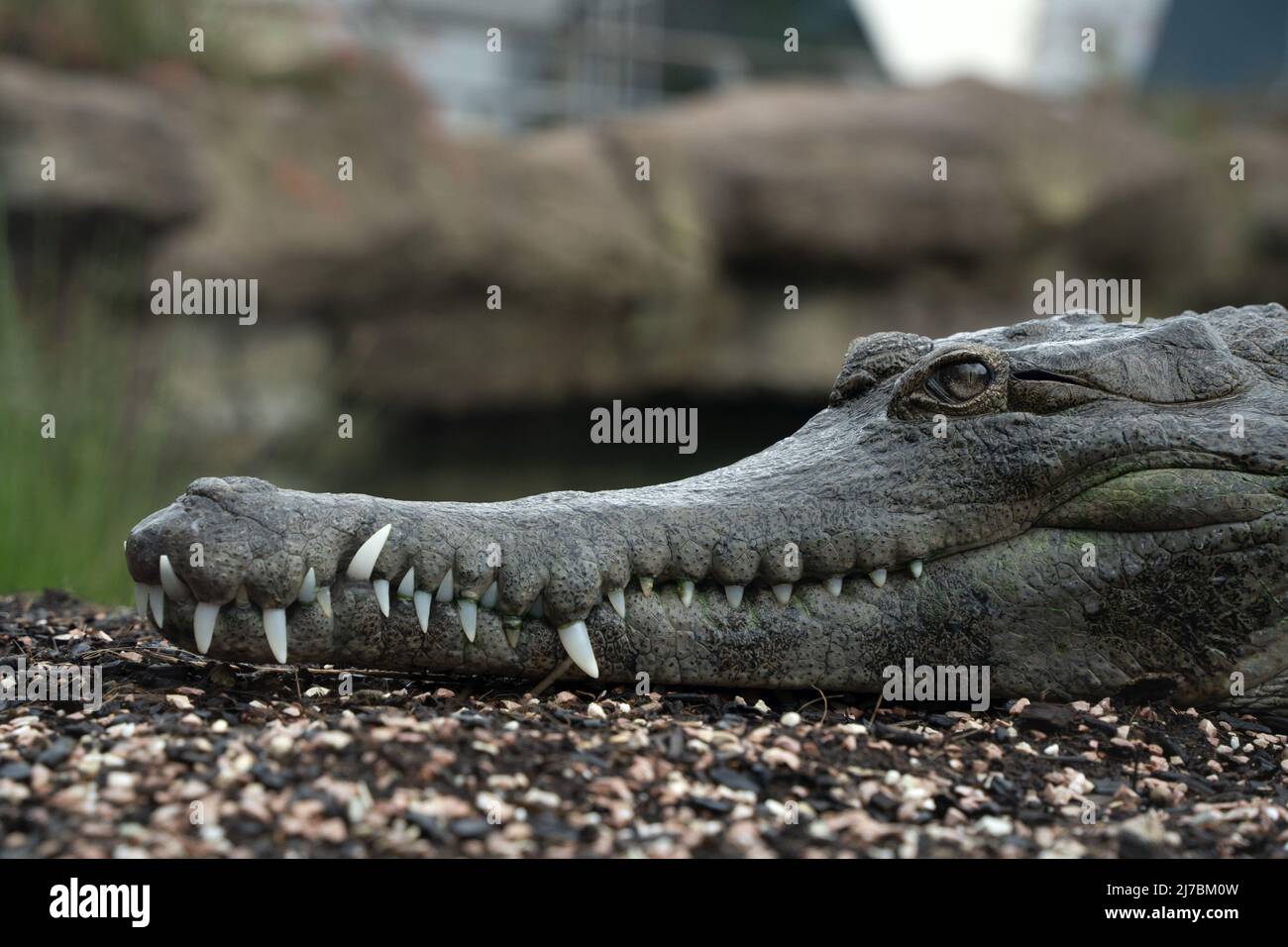 Crocodile close up detail portrait view Stock Photo - Alamy