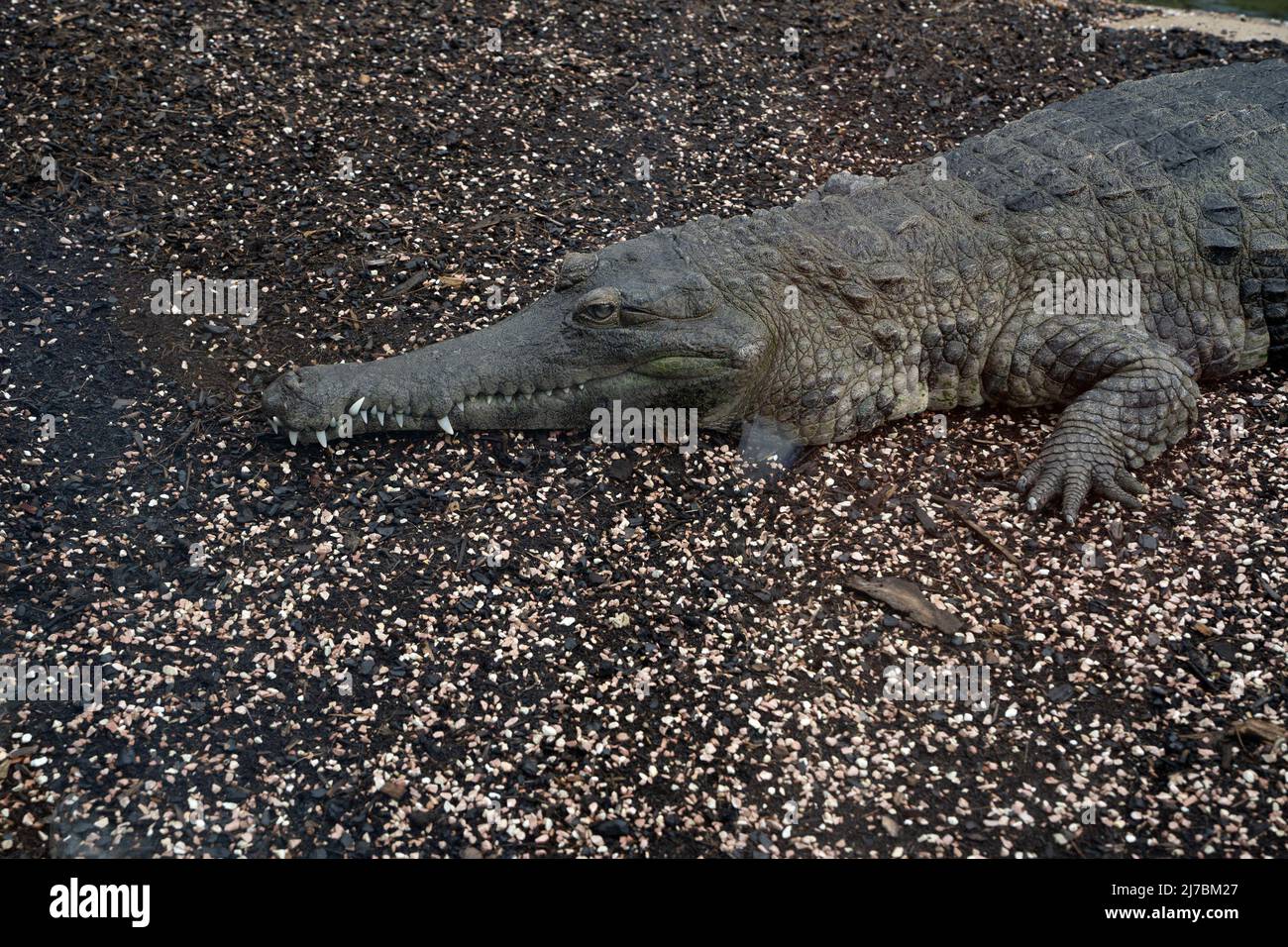 Crocodile close up detail portrait view Stock Photo - Alamy