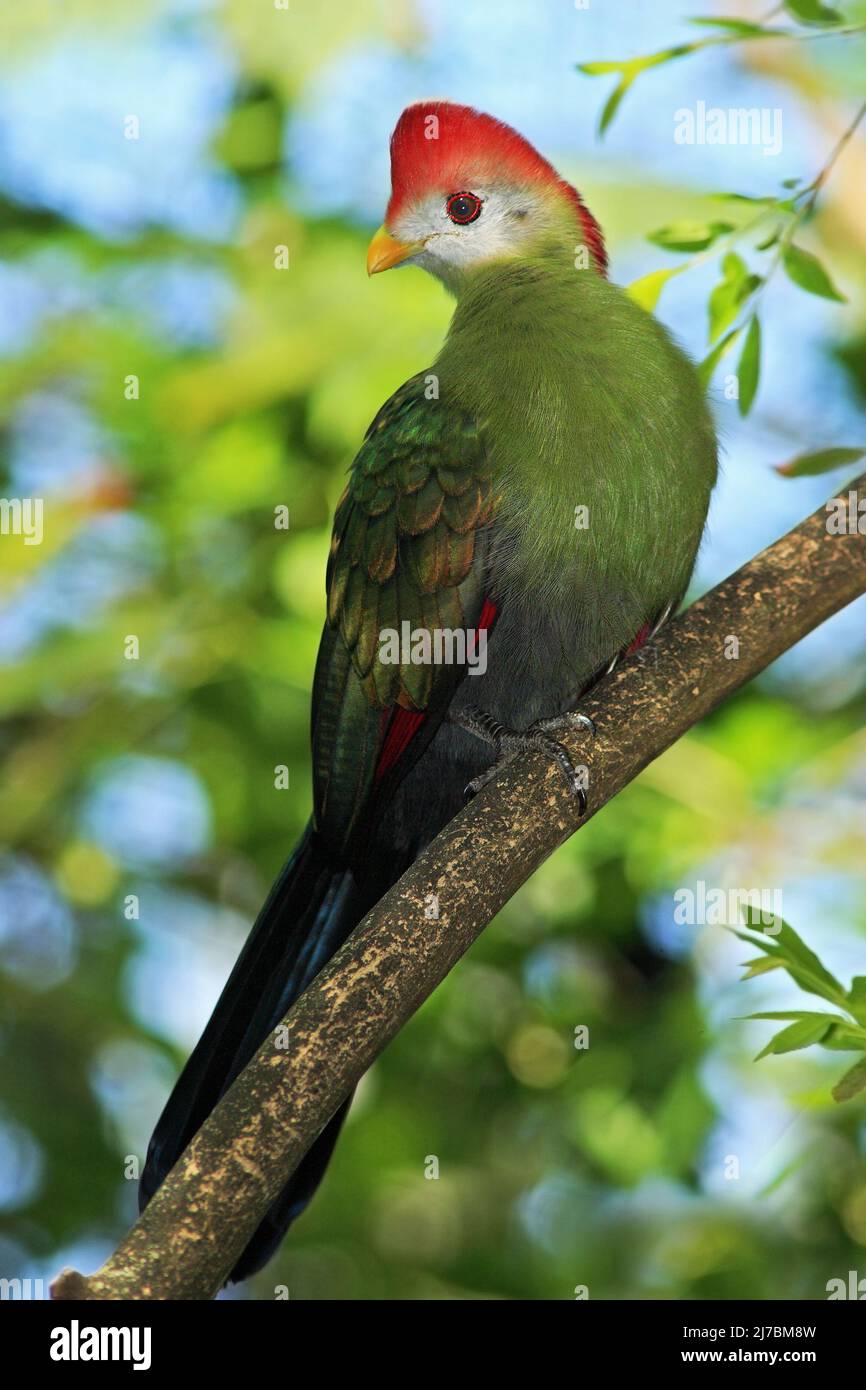 Red-Crested Turaco, Tauraco erythrolophus, rare coloured green bird ...
