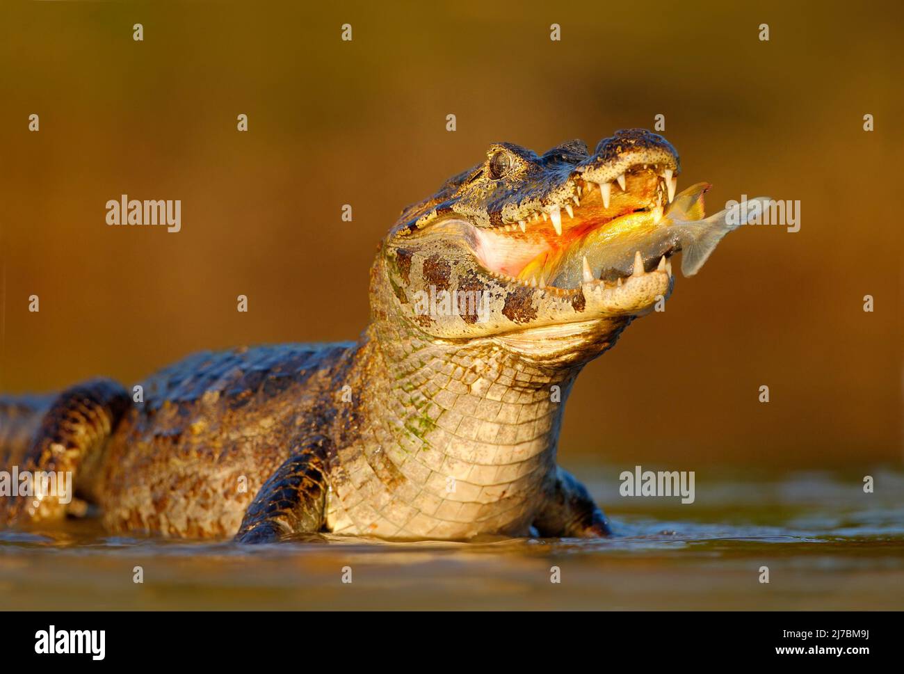 Caiman, Yacare Caiman, crocodile with fish in mouth with evening sun ...