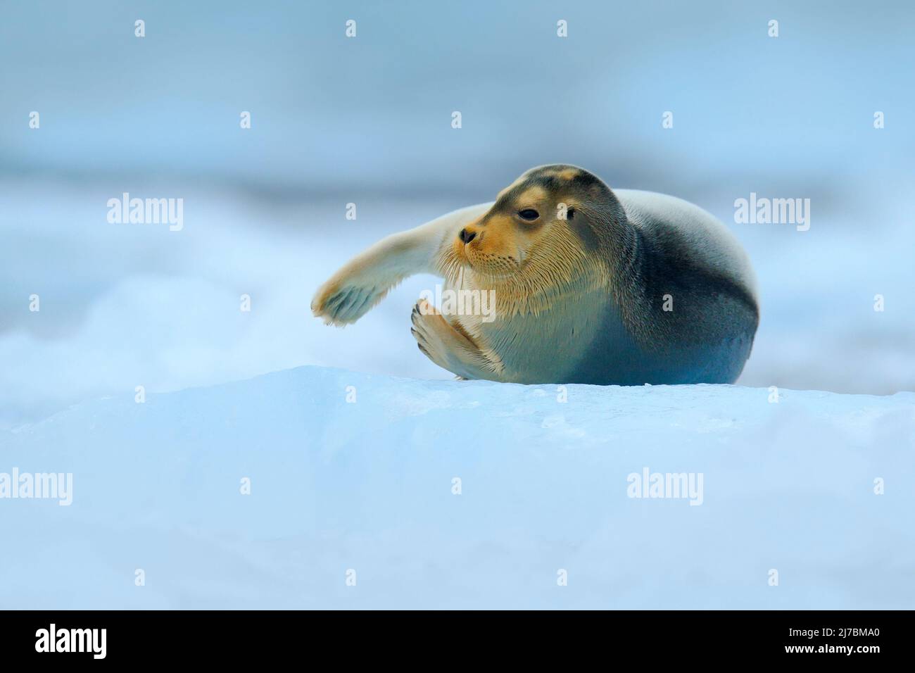 Arctic marine wildlife. Cute seal in the Arctic snowy habitat. Bearded ...