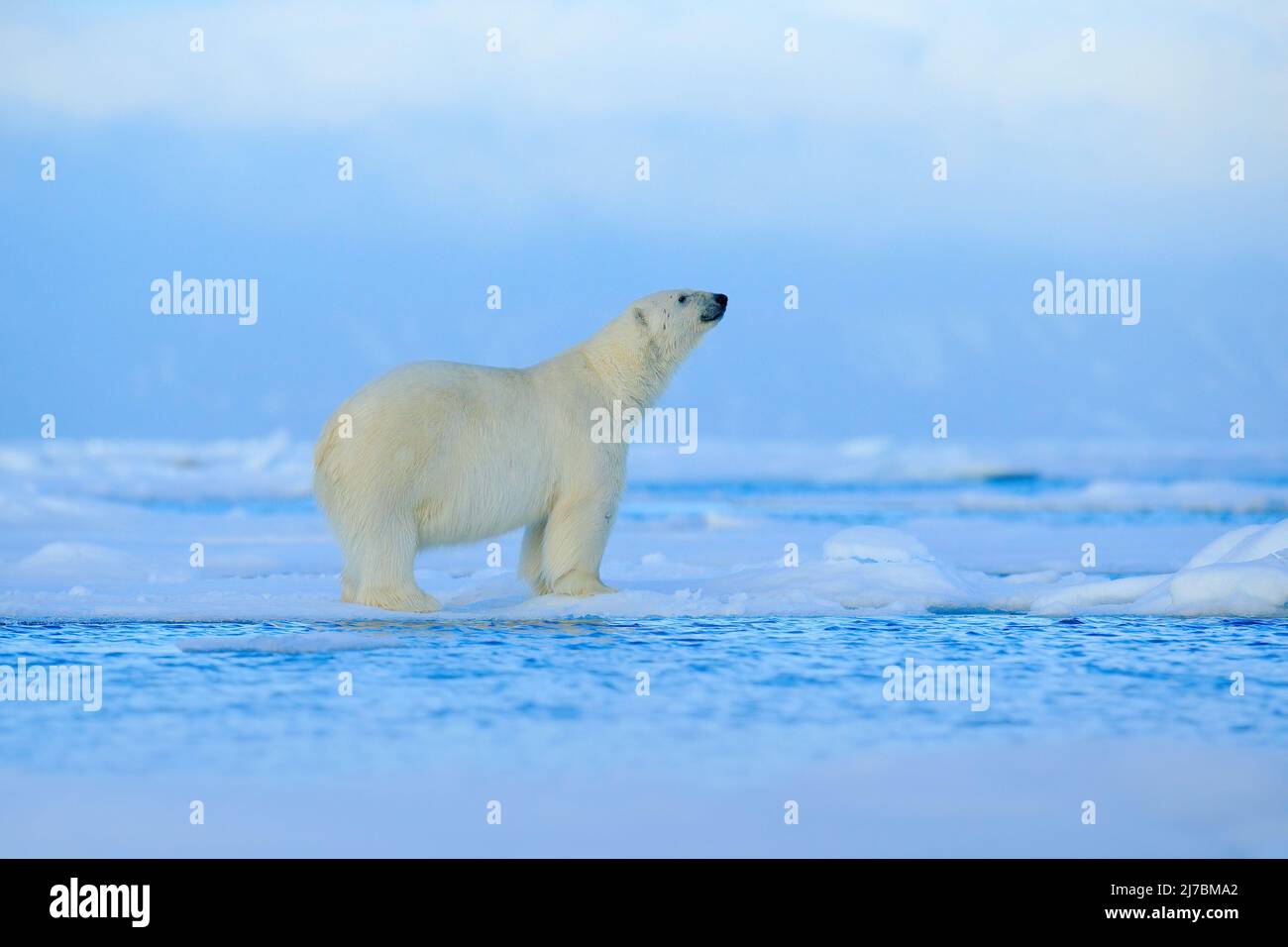 Polar bear, dangerous looking beast on the ice with snow in north ...