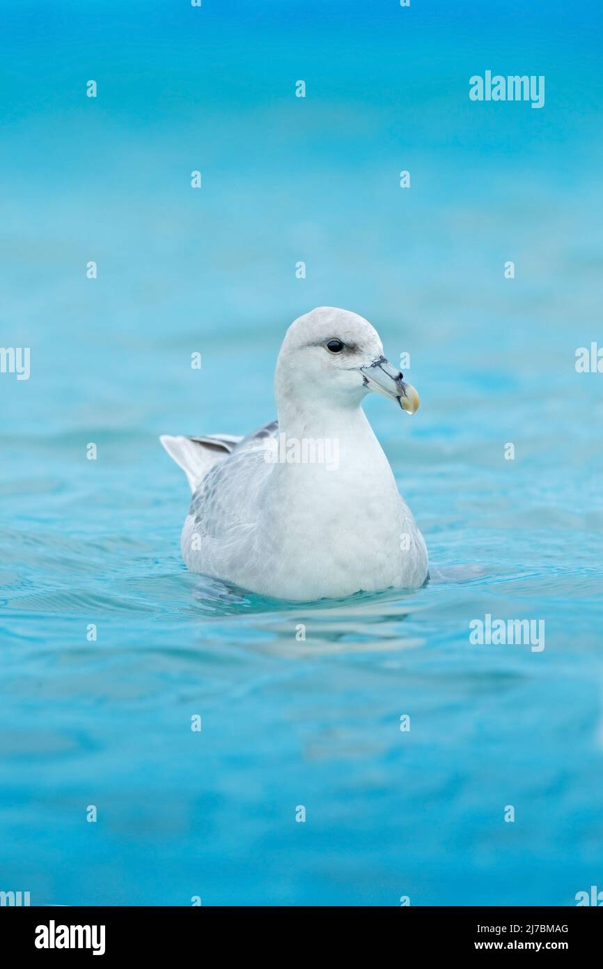 Northern Fulmar, Fulmarus glacialis, white bird in the blue water, ice ...