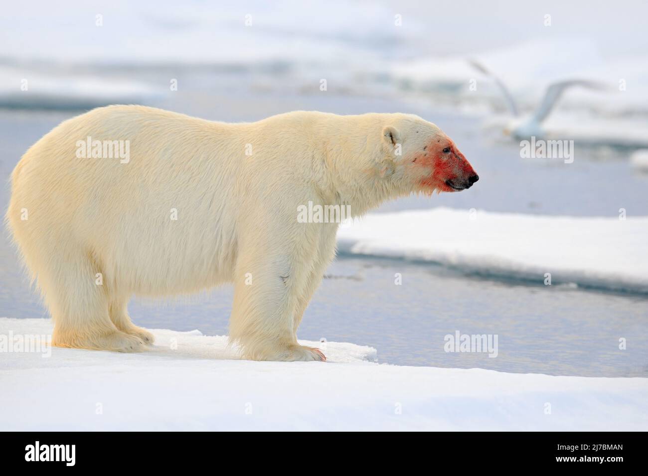 Polar bear, dangerous looking beast on the ice with snow, red blood in ...