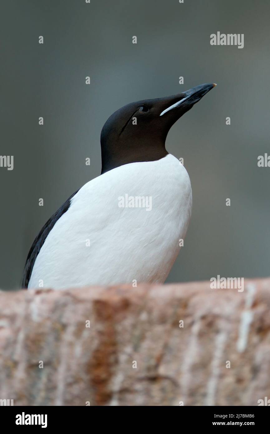 Brünnich's Guillemot, Uria lomvia, white bird with black head sitting ...