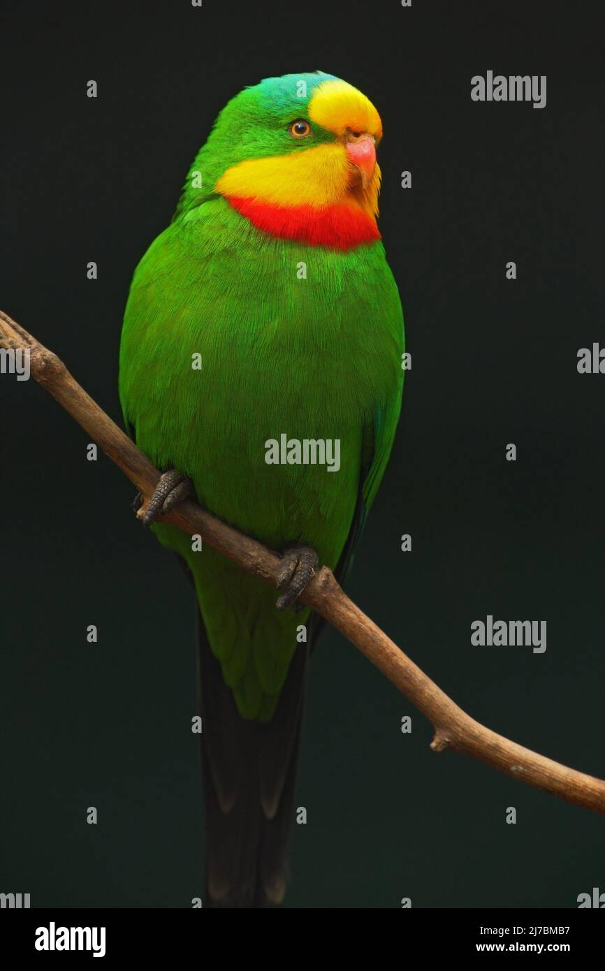 Parakeet polytelis swainsonii hi-res stock photography and images - Alamy