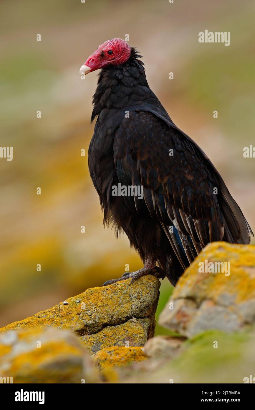 Turkey vulture, Cathartes aura, Ugly black bird sitting on yellow moss ...