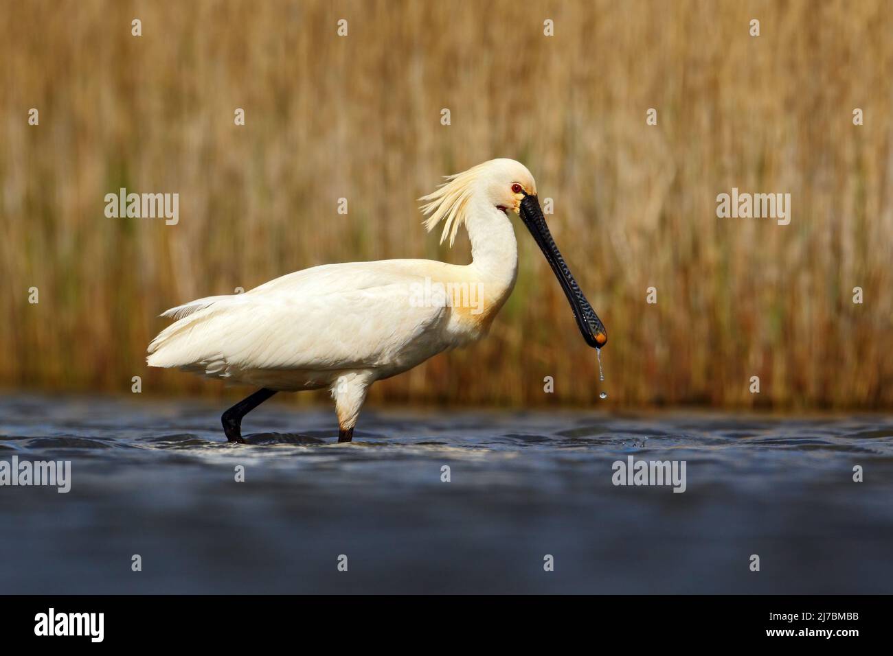 Eurasian Spoonbill, Platalea leucorodia, in the water, detail portrait ...