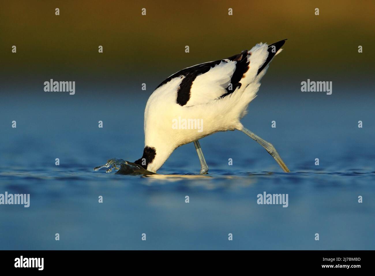 Pied Avocet, Recurvirostra avosetta, black and white in the green grass ...