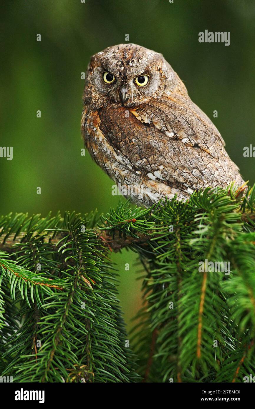 Common Scops Owl, Otus scops, little owl in the nature habitat, sitting ...