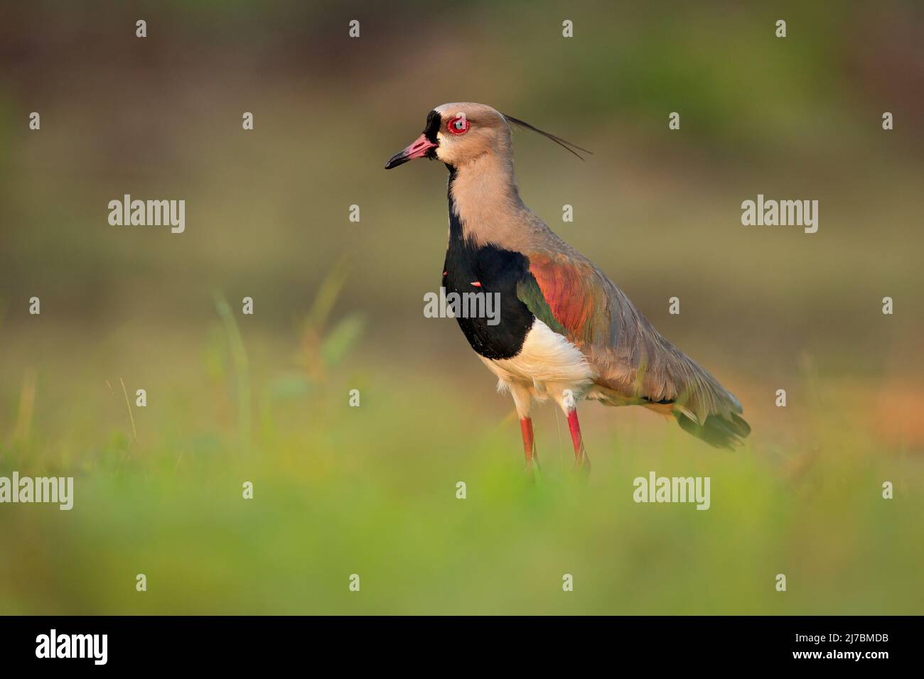 Southern Lapwing, Vanellus chilensis, water exotic bird during sunrise ...