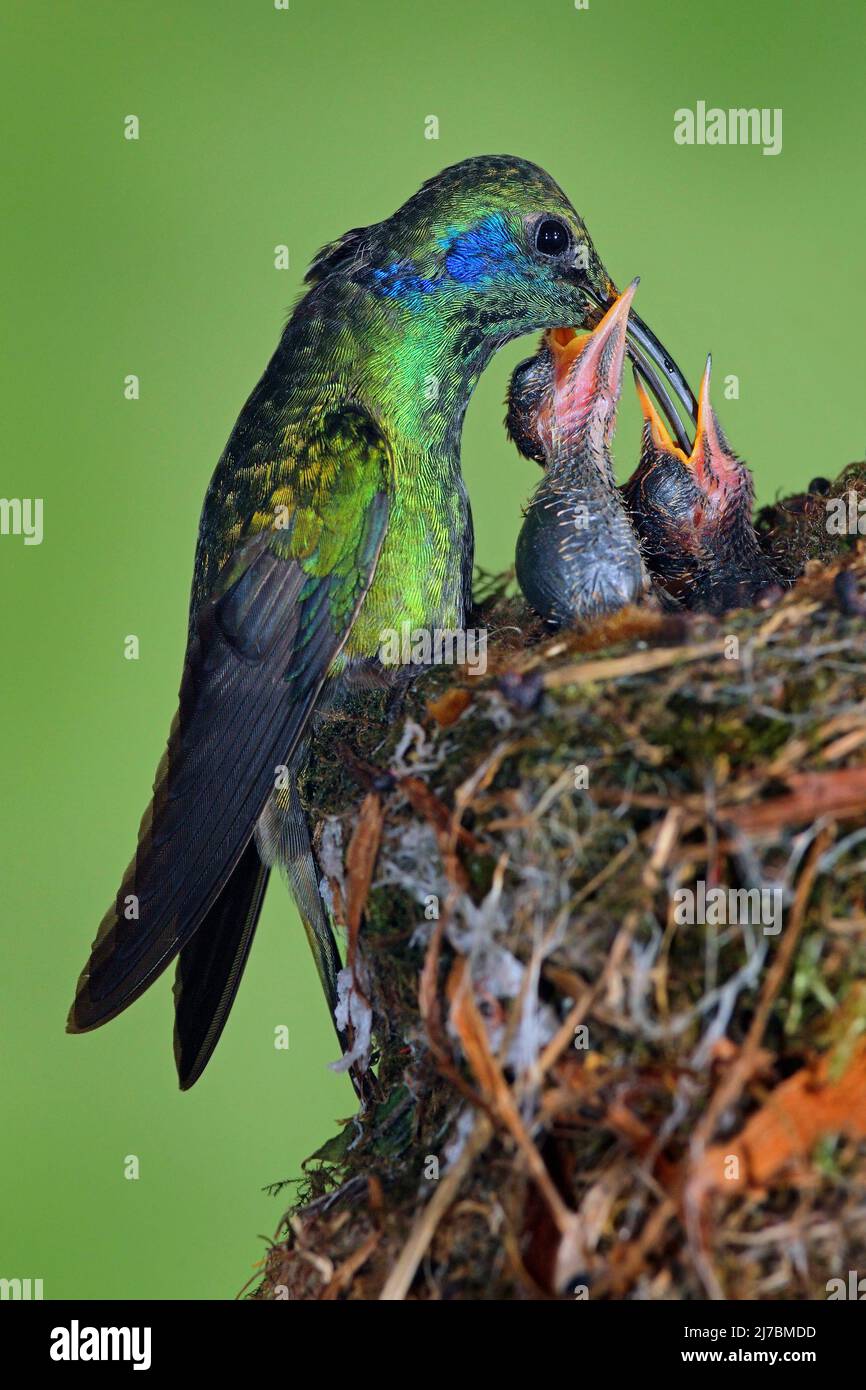 A g bird hi-res stock photography and images - Alamy