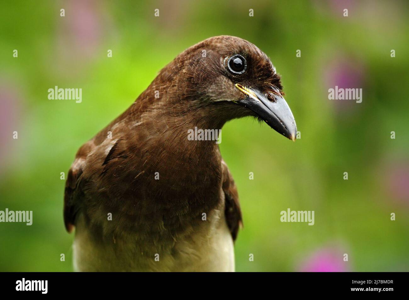 Colombia bird species hi-res stock photography and images - Alamy