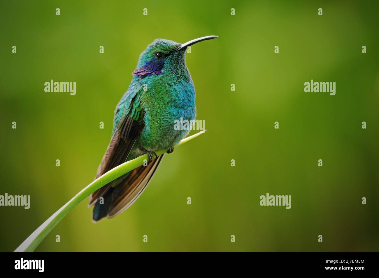 Green Violet-ear, Colibri thalassinus, Hummingbird with green leave in ...