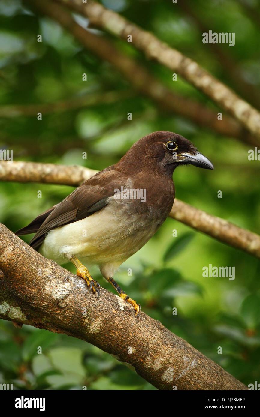Brown Jay, Cyanocorax morio, bird from green Costa Rica forest, in the ...