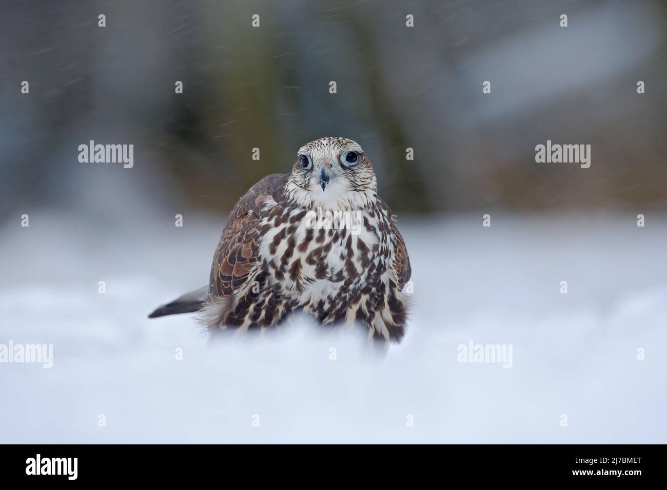 Lanner Falcon, bird of prey with snowflake in cold winter, snow in the ...