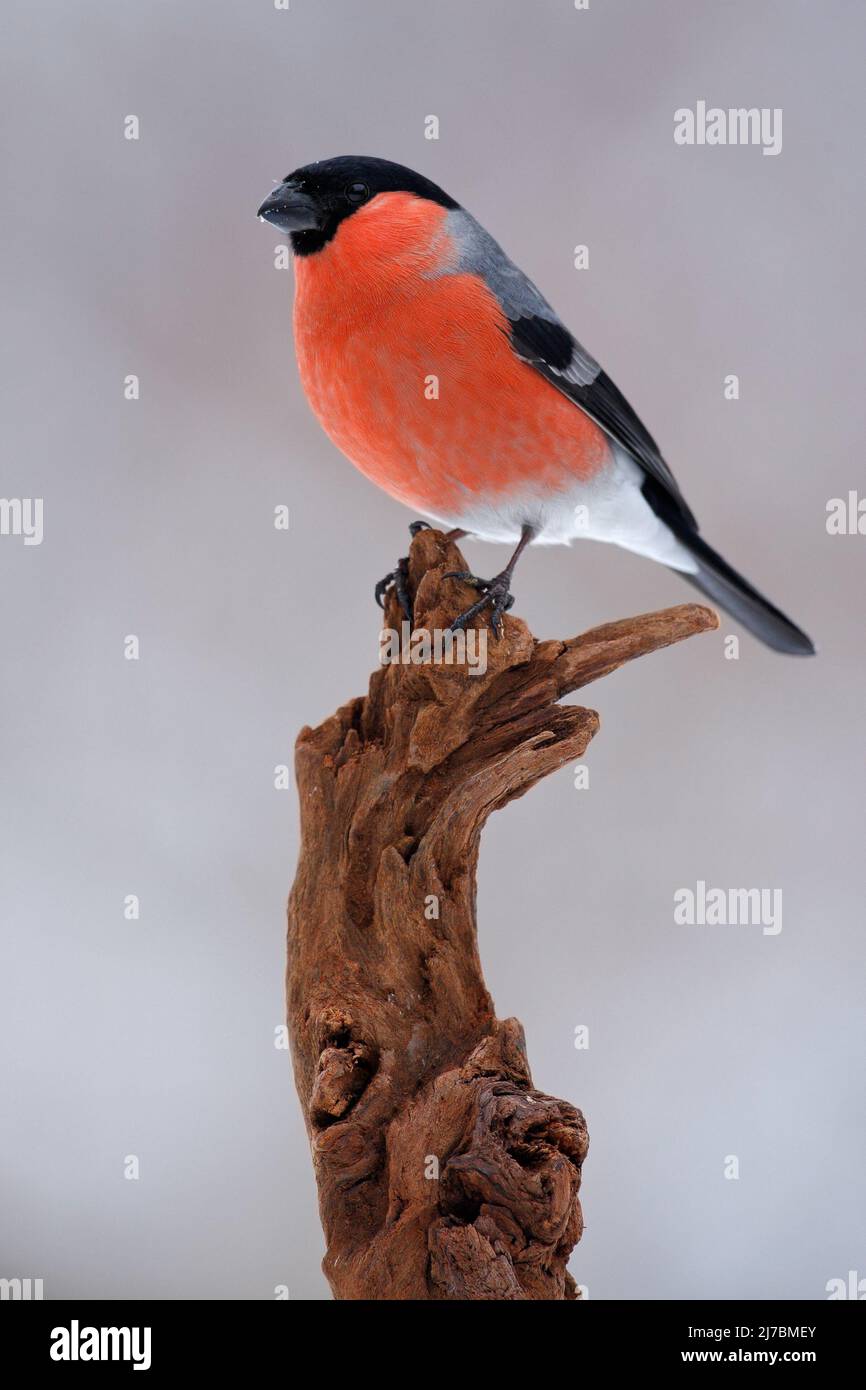 Bullfinch sitting on branch, red songbird with grey background, Sumava ...