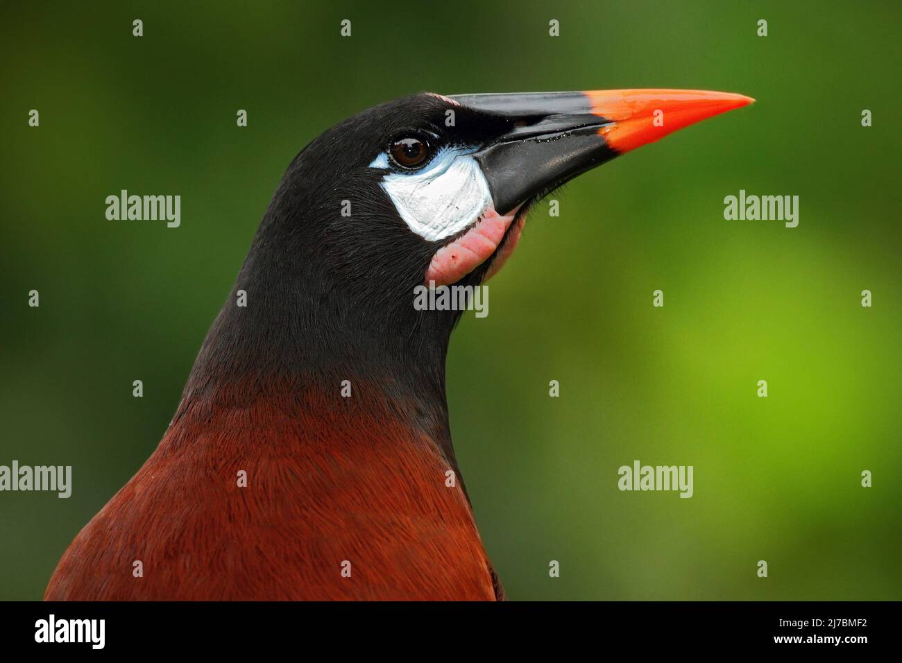 Montezuma Oropendola, Psarocolius montezuma, portrait of exotic bird ...
