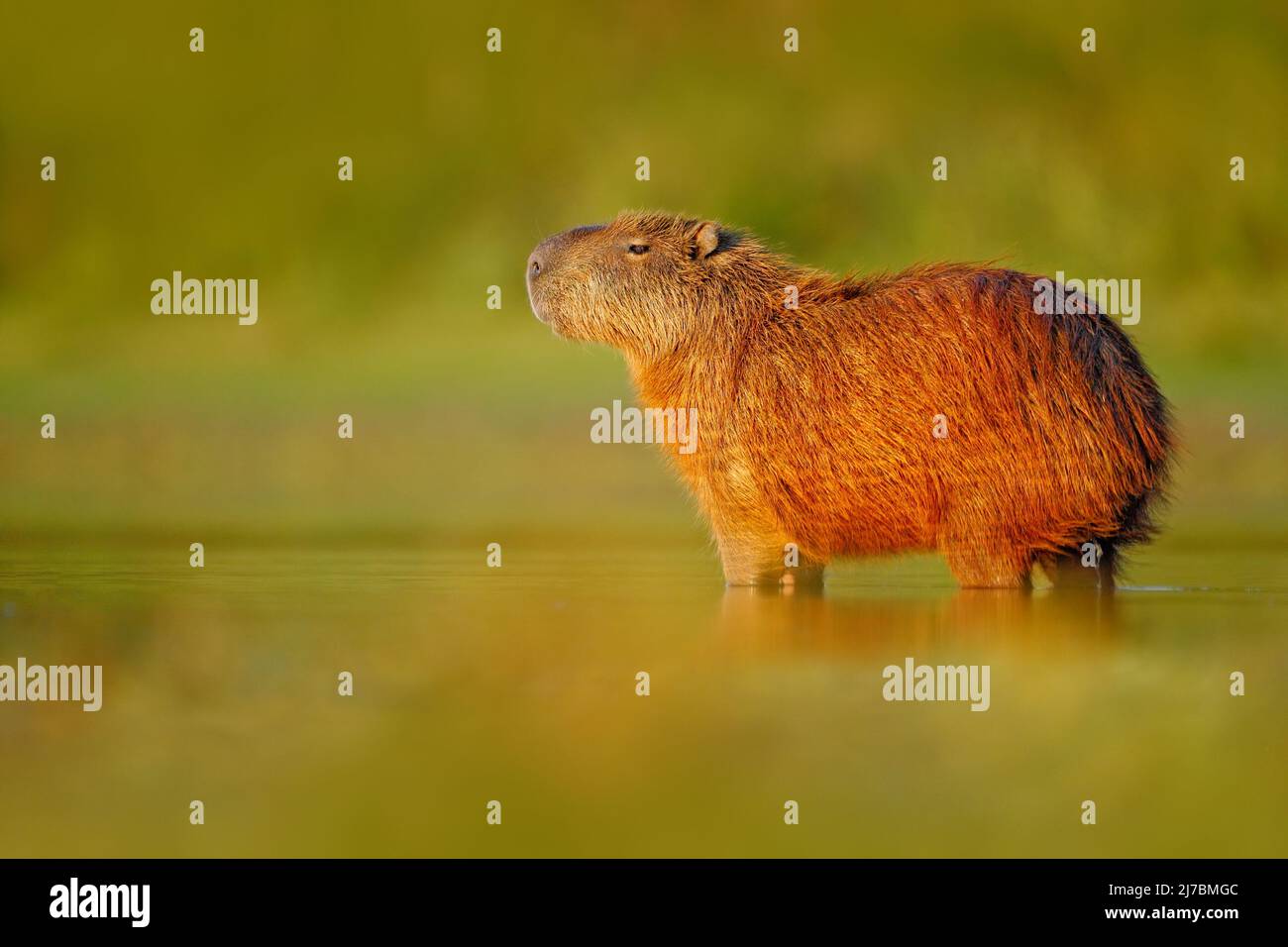 Capybara hydrochaeris hydrochaeris argentina hi-res stock photography ...