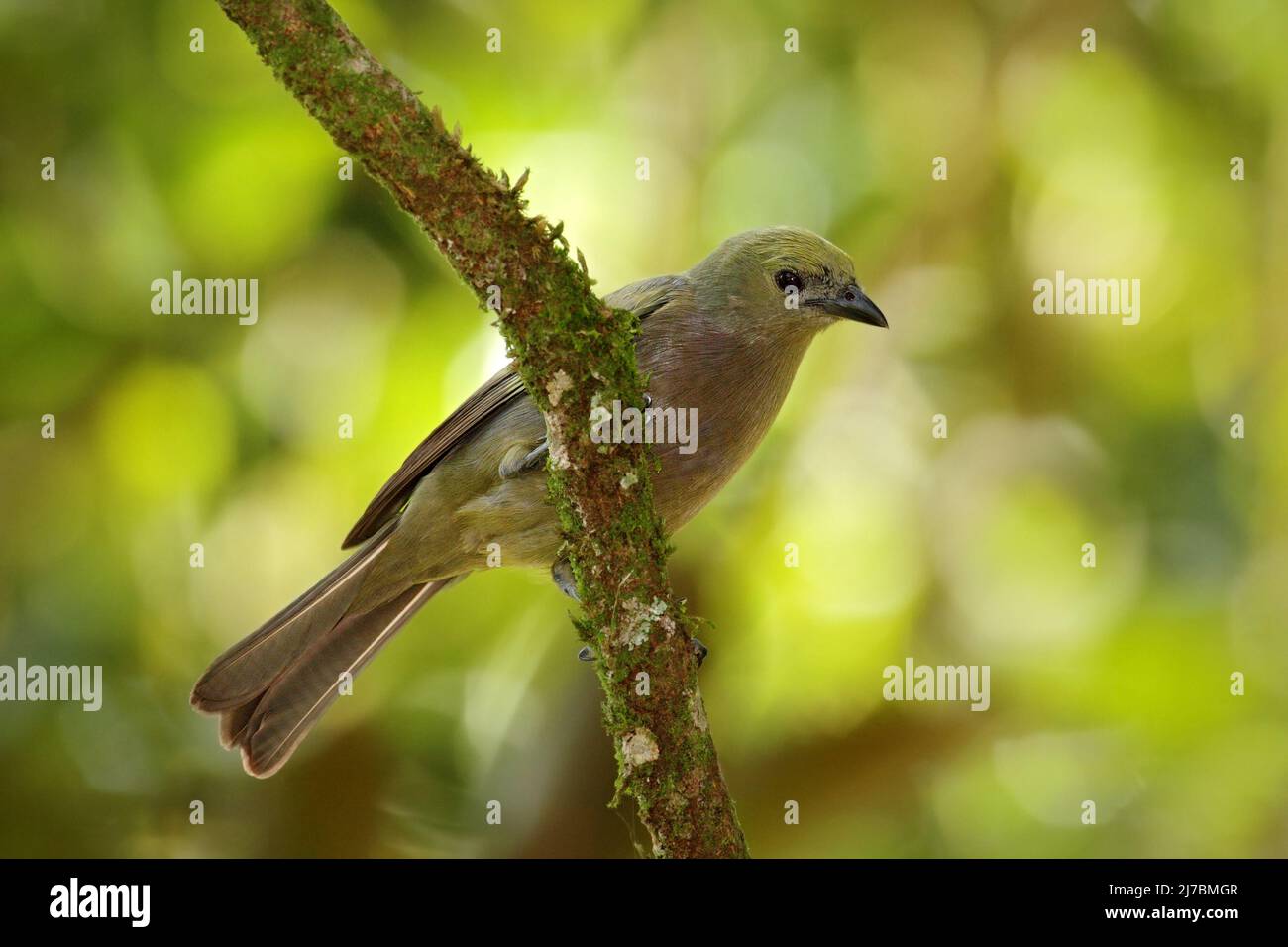 Palm Tanager, Thraupis palmarum, bird in the green forest habitat ...