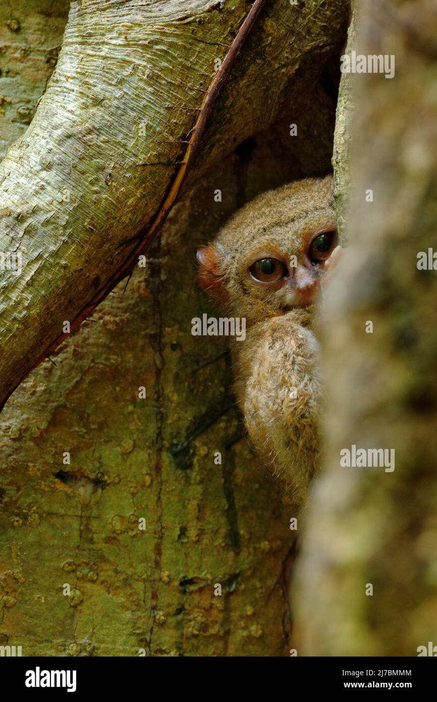 Spectral Tarsier, Tarsius spectrum, hidden portrait of rare nocturnal ...