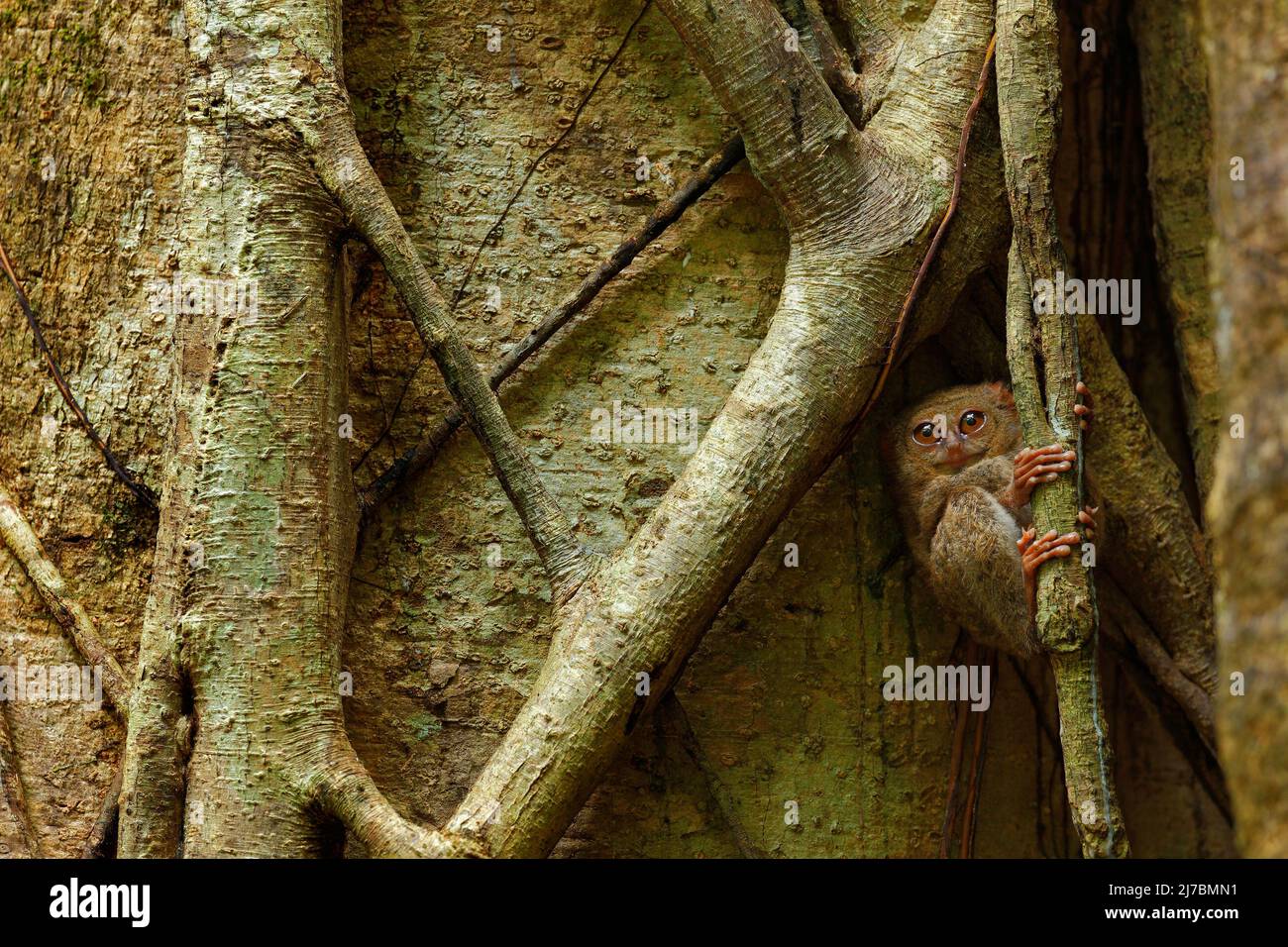 Spectral Tarsier, Tarsius spectrum, portrait of rare nocturnal animal ...