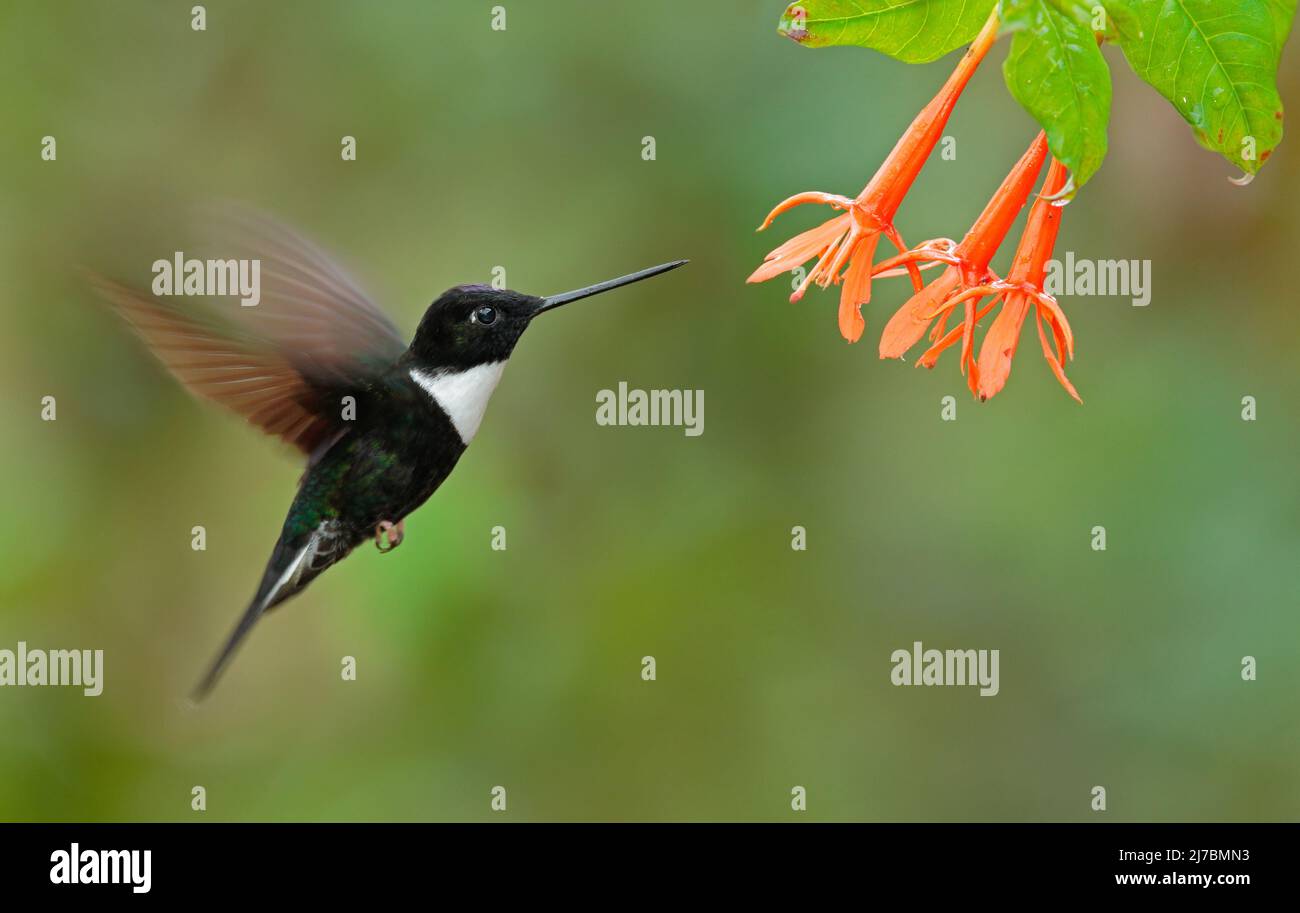 Collared Inca, Coeligena torquata, dark green black and white ...