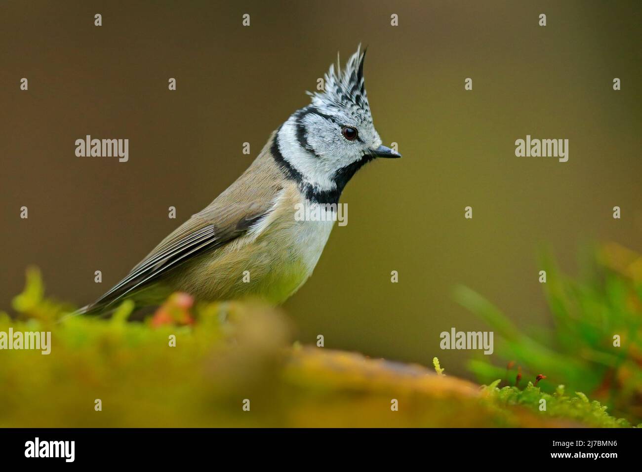 Crested Tit, cute songbird with grey crest sitting on beautiful yellow ...