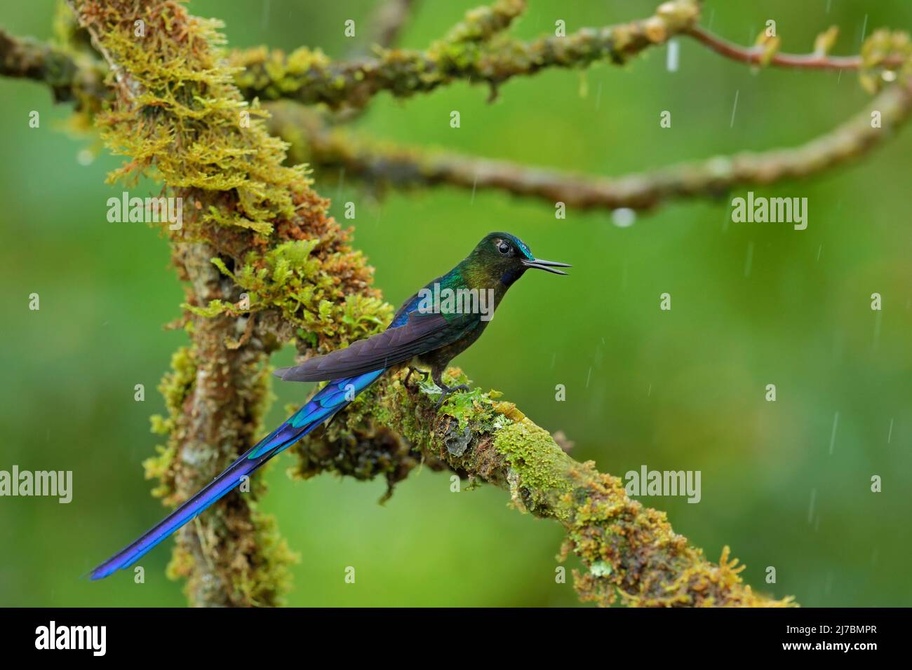 Long-tailed Sylph, hummingbird with long blue tail in the nature ...
