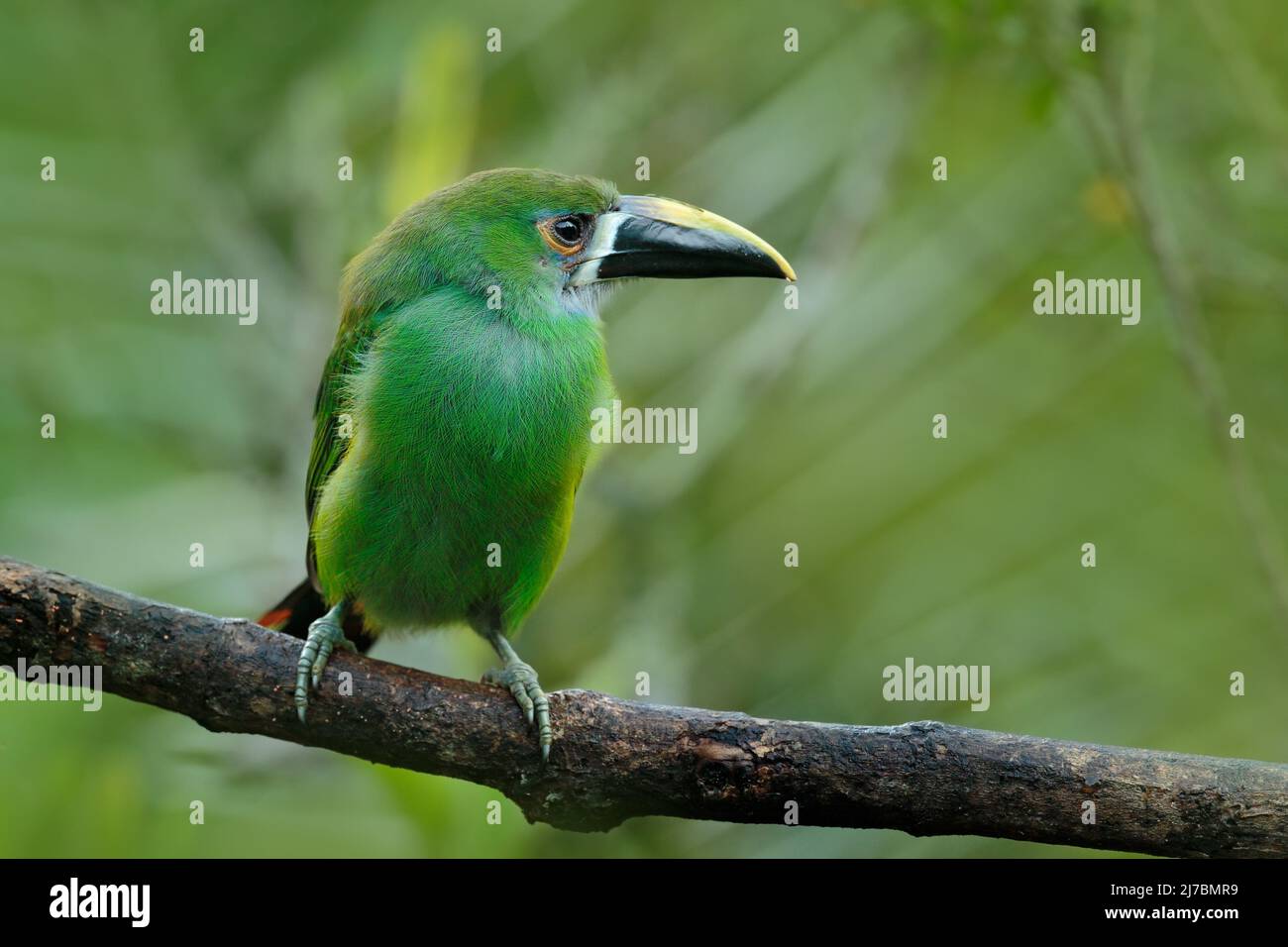 Blue-throated Toucanet, Aulacorhynchus prasinus, green toucan in the ...