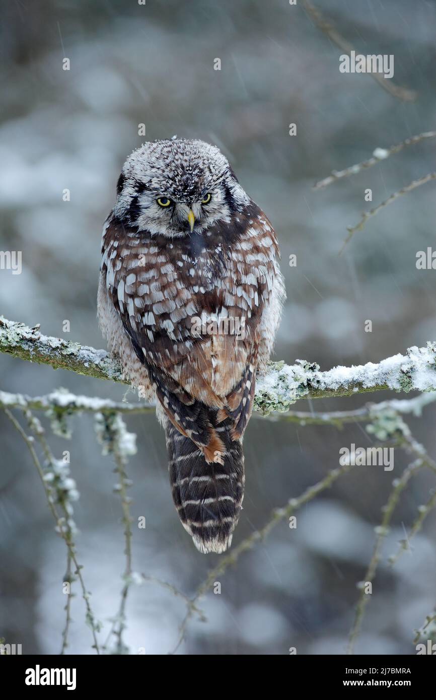 Scandinavian hunter hi-res stock photography and images - Alamy