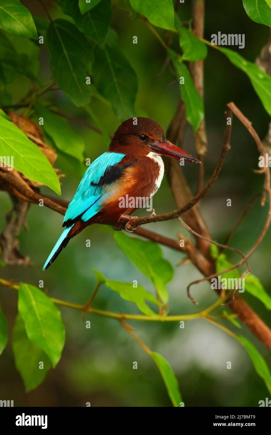 White-throated Kingfisher, Halcyon smyrnensis, exotic brawn and blue ...