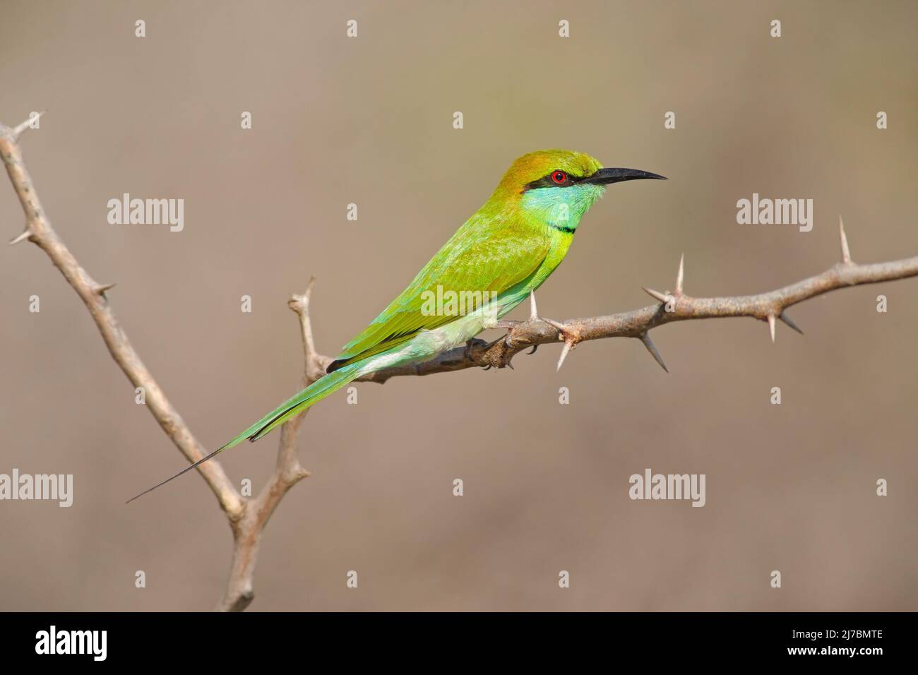 Little Green Bee-eater, Merops orientalis, exotic green and yellow rare bird from Sri Lanka ...