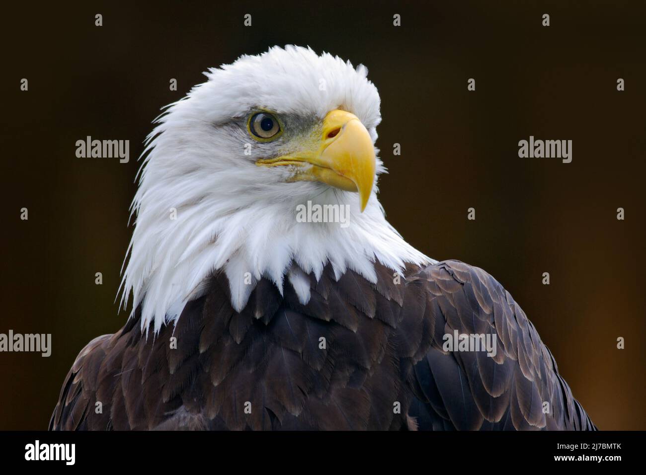 Bald Eagle, Haliaeetus leucocephalus, portrait of brown bird of prey ...