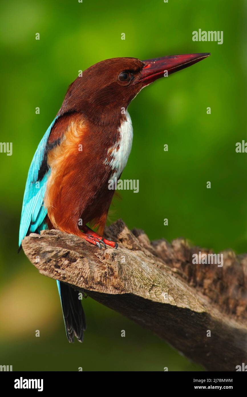 White-throated Kingfisher, Halcyon smyrnensis, exotic brawn and blue ...