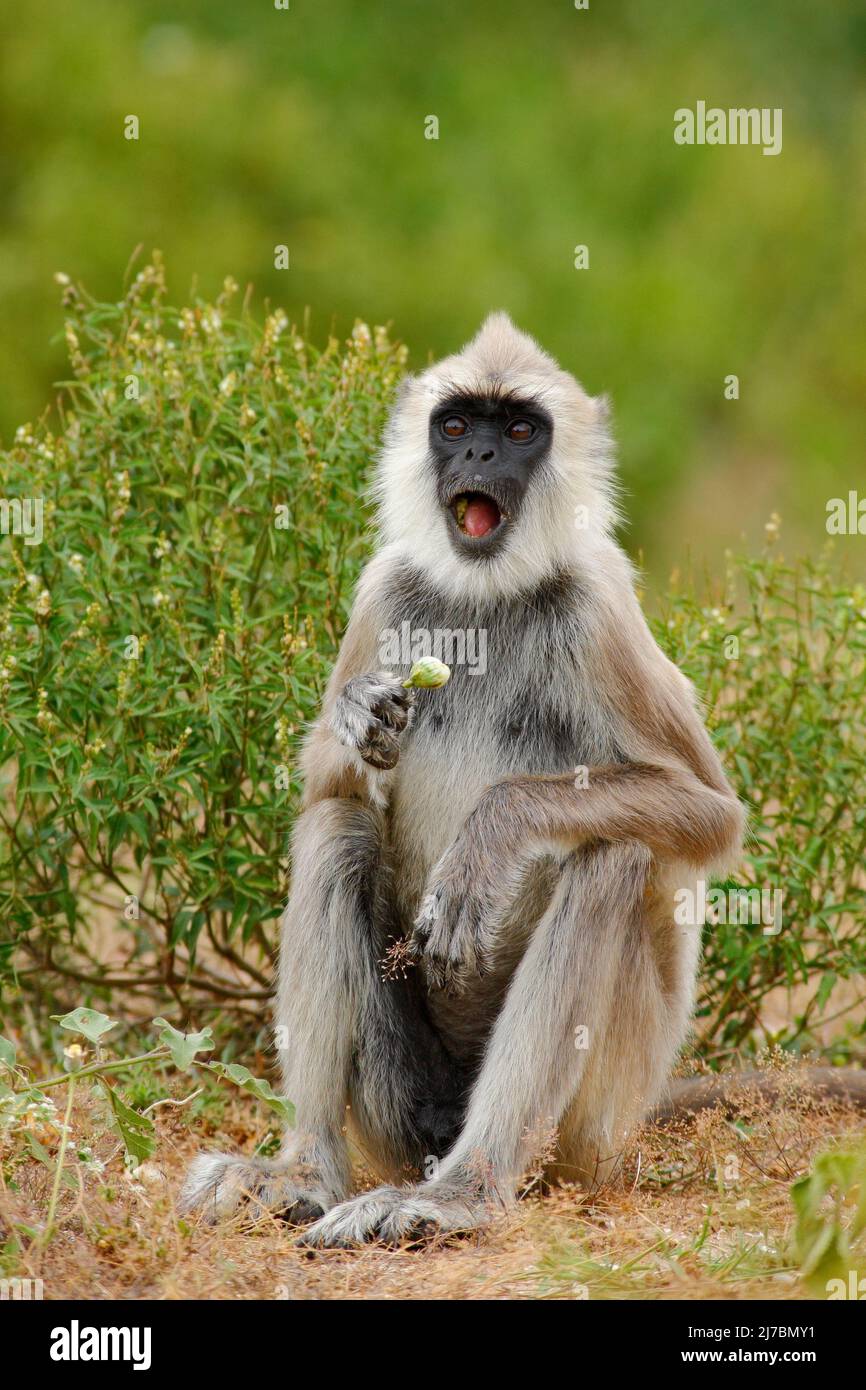 Common Langur, Semnopithecus entellus, monkey with fruit in the mouth ...