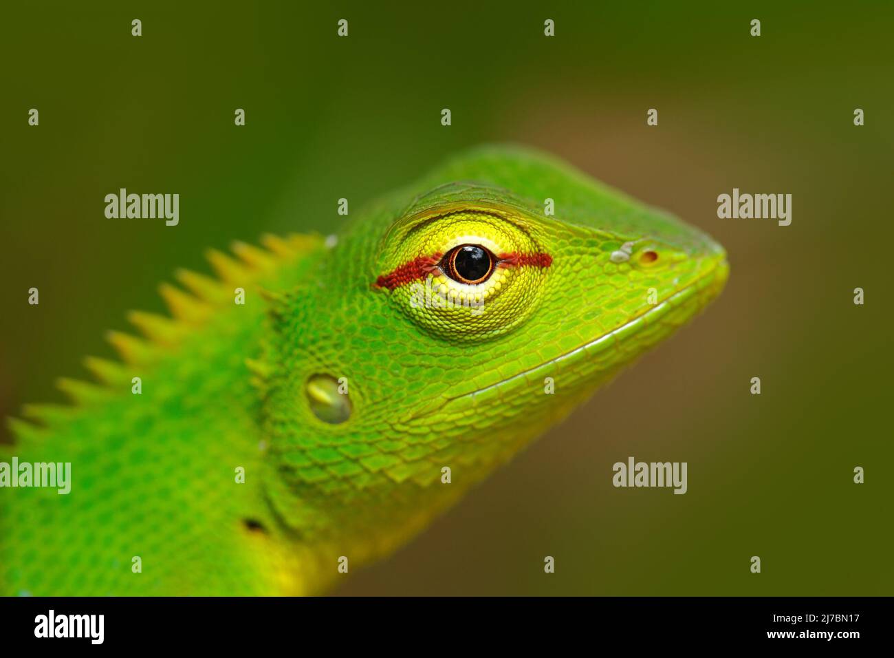 Green Garden Lizard, Calotes calotes, detail eye portrait of exotic ...