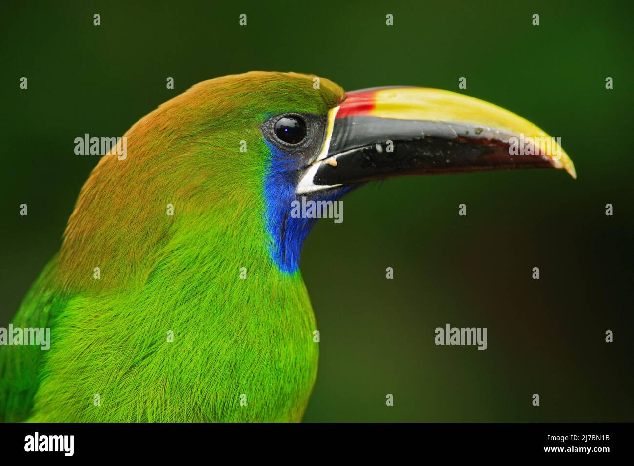 Blue-throated Toucanet, Aulacorhynchus prasinus, detail portrait of ...
