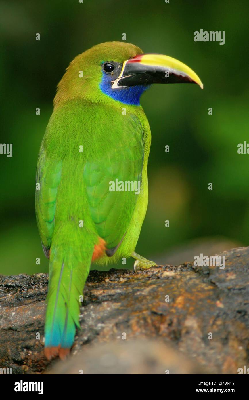Blue-throated Toucanet, Aulacorhynchus prasinus, green toucan bird in ...