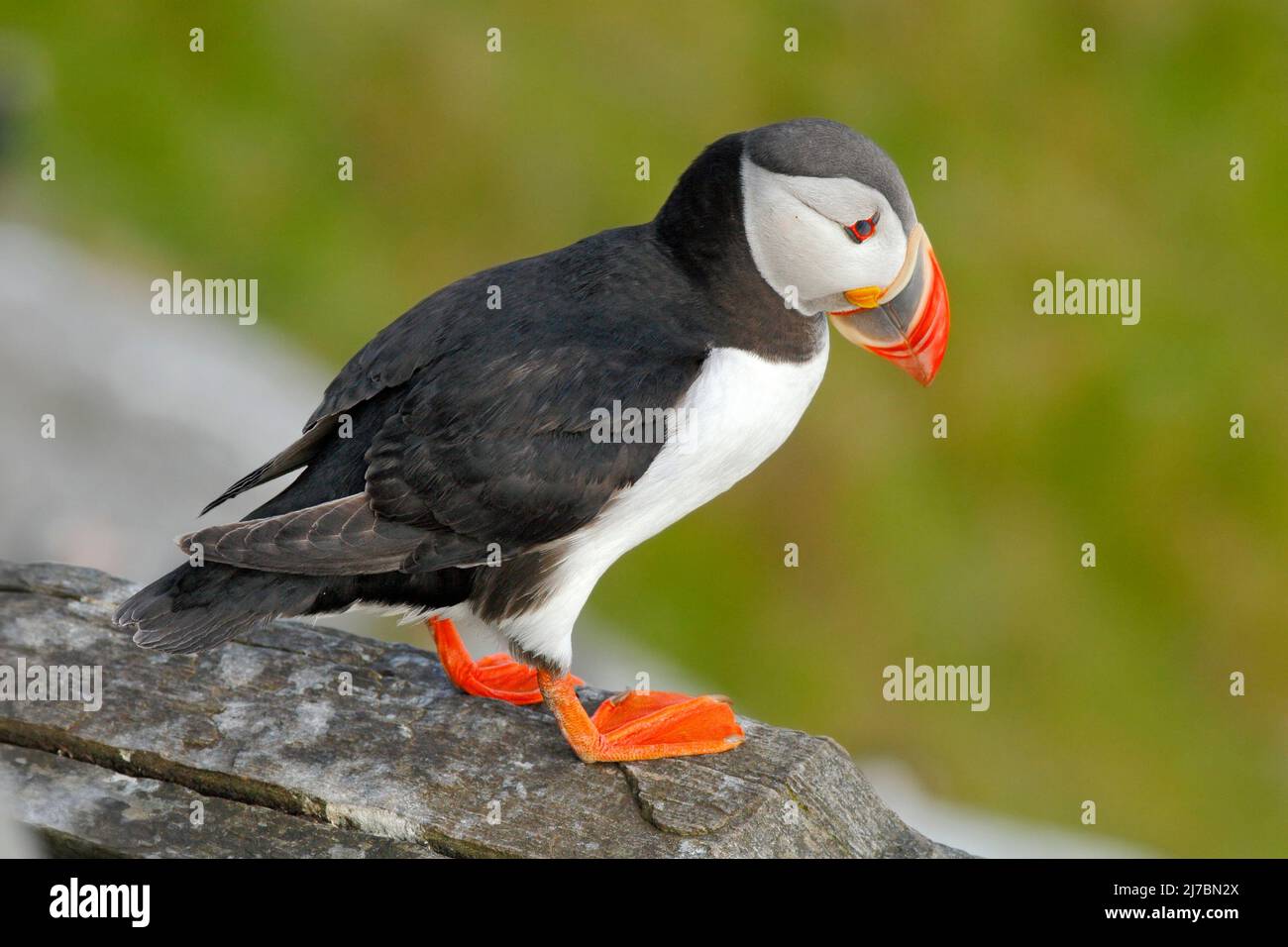 Atlantic Puffin, Fratercula artica, artic black and white cute bird ...