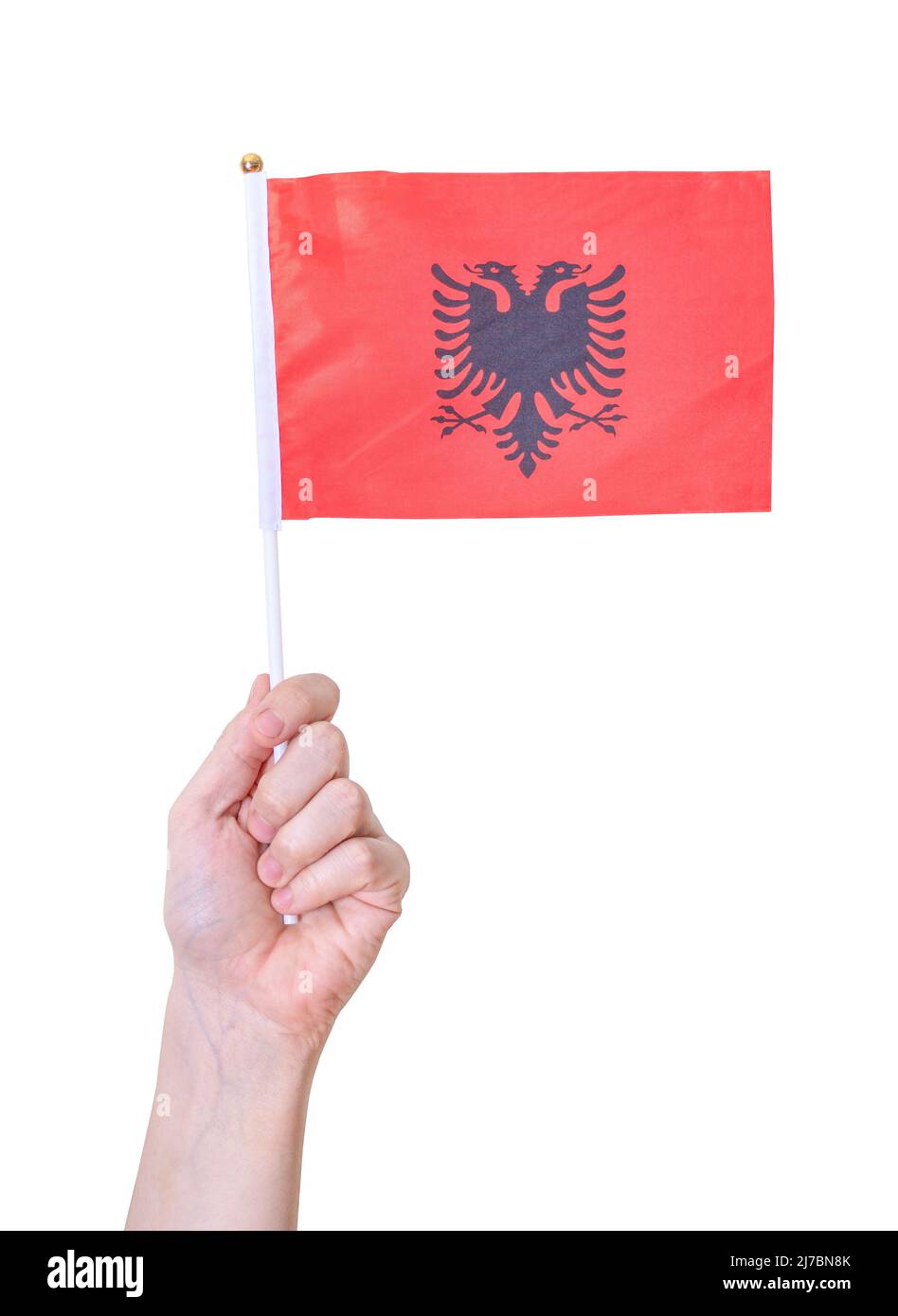 A hand holds the flag of Albania against an isolated white background ...