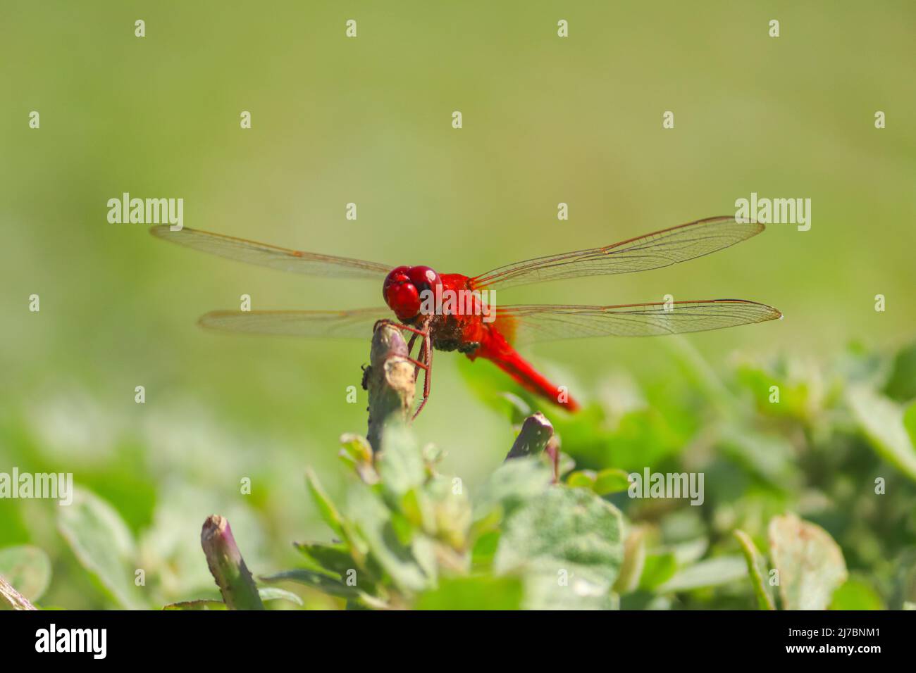 Scarlet Percher dragonfly holding onto a plant with swallow blur Stock ...