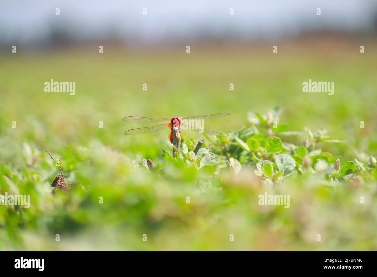 Scarlet Percher dragonfly holding onto a plant with swallow blur wider ...