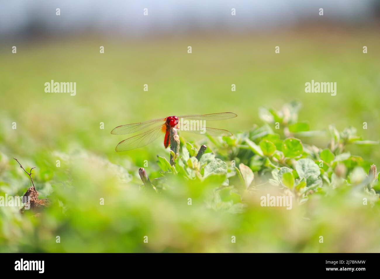 Scarlet Percher dragonfly holding onto a plant with swallow blur wider ...
