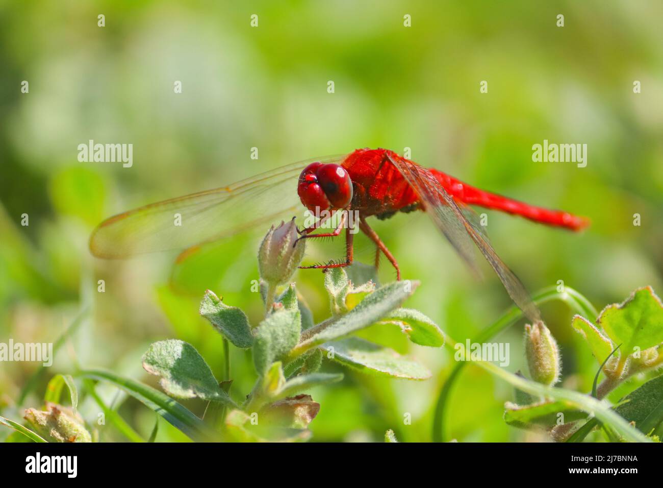 Scarlet Percher dragonfly holding onto a plant with swallow blur ...