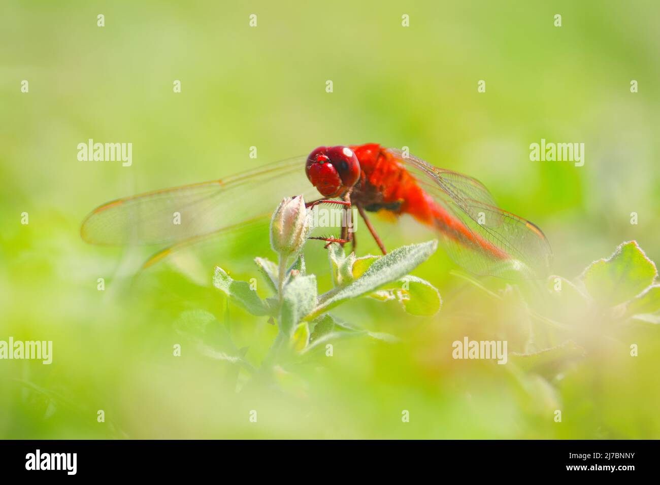 Scarlet Percher dragonfly holding onto a plant with swallow blur ...